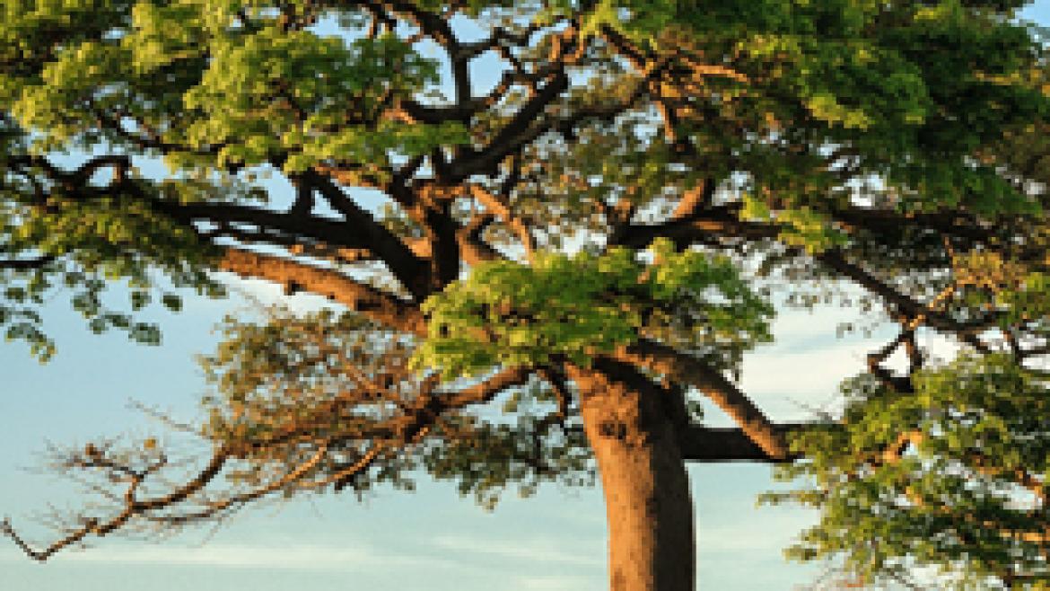 Balancing & Centering with Lucy Piper, ITP Teacher | Integral ...