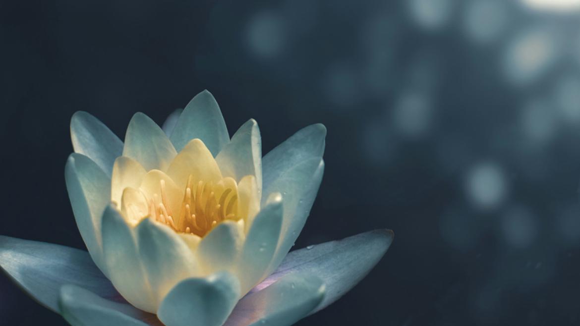 Energized Presence and the Practice of GRACE | Integral Transformative ...