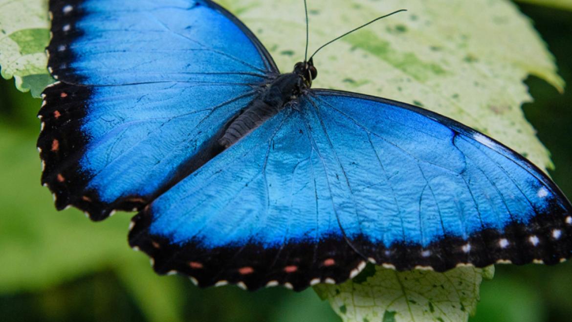 Introduction to Transitions: | Integral Transformative Practice