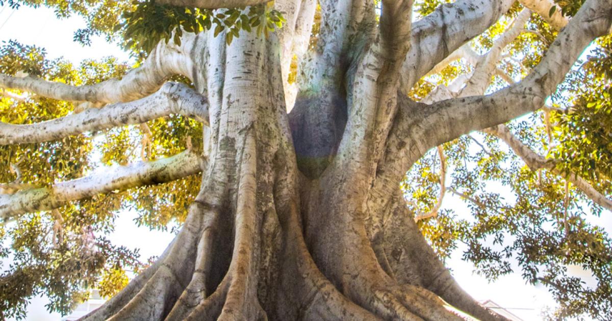 The Magic of the Integral | Integral Transformative Practice