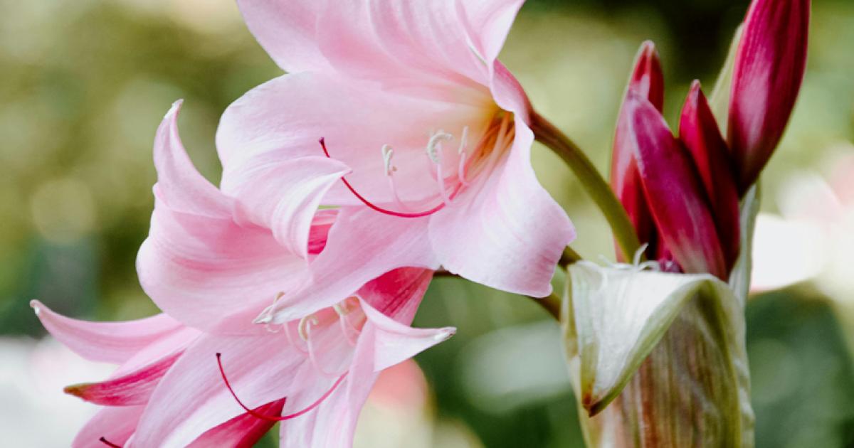 For the Love of ITP 2024 | Integral Transformative Practice