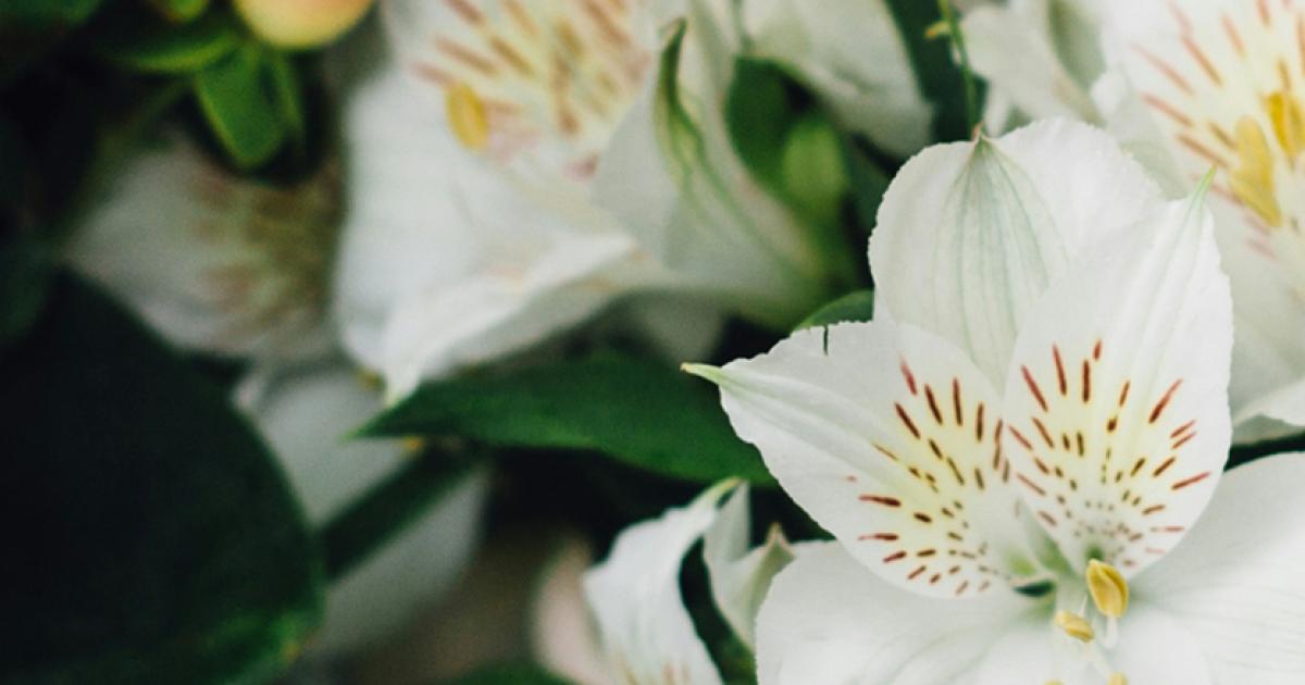 For the Love of ITP 2025 | Integral Transformative Practice